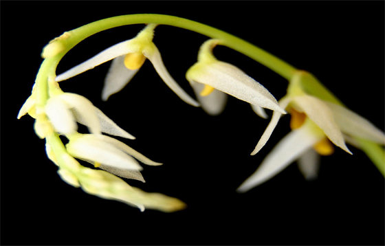 ေတာ္ဝင္ သဇင္ပန္း ~ Arakan The GoldenLand