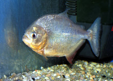 Piraña Pacu ZOOAQUARIUS