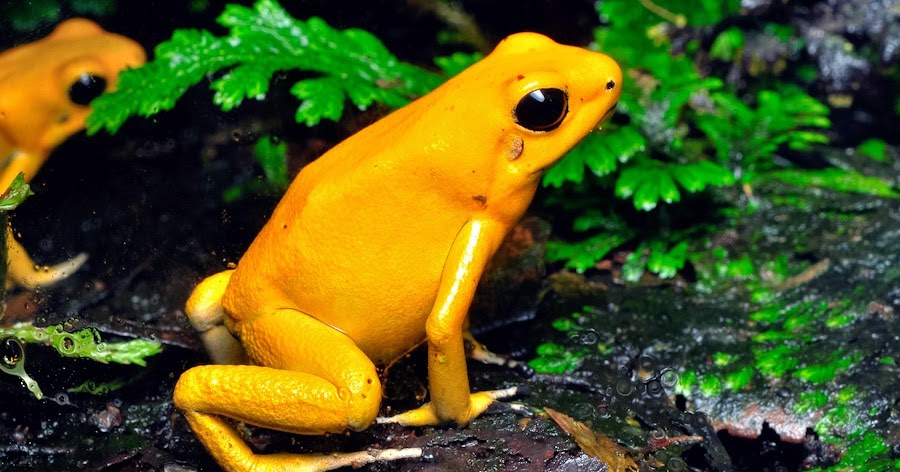 Importancia Ambiental De Los Anuros: Aparecen en el agua, emergen de ...