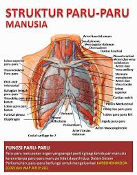 Penularan barah paru-paru - Blogbabyshambles.. ♥