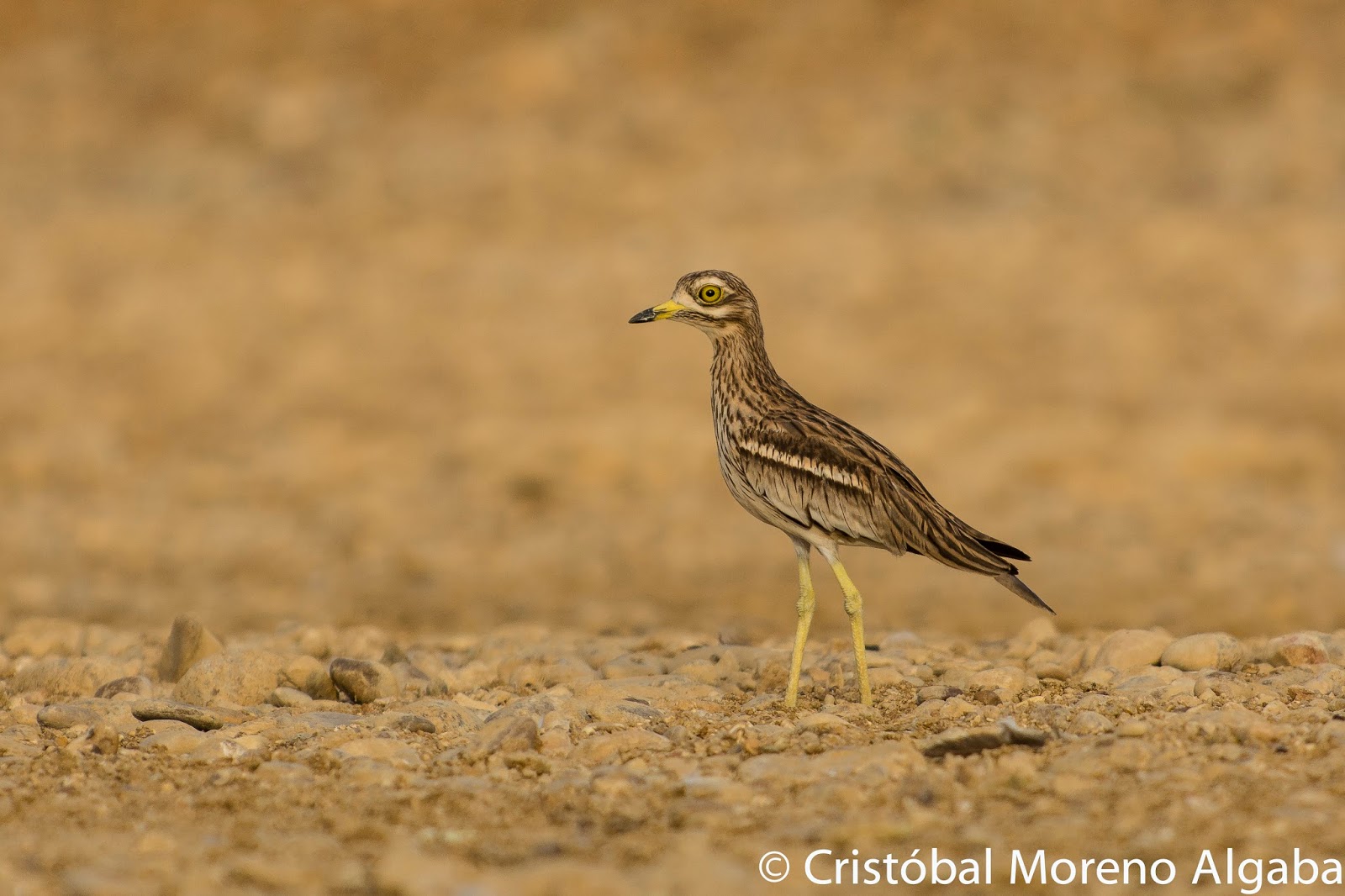 Fotografia: Alcaraván