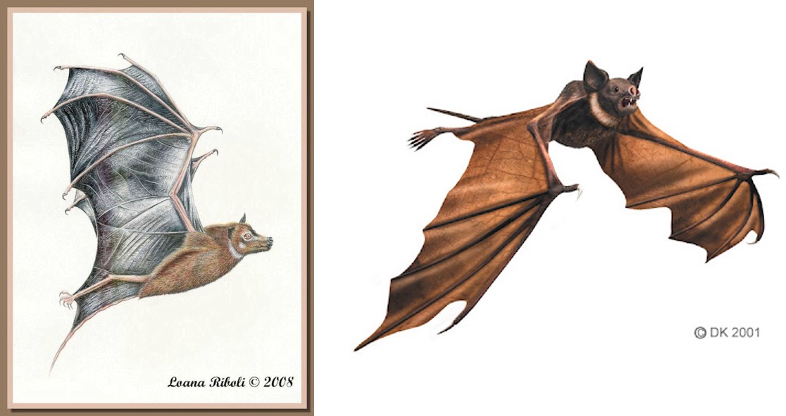 Palaeos, la historia de la Vida en la Tierra: Notas cortas: el origen ...