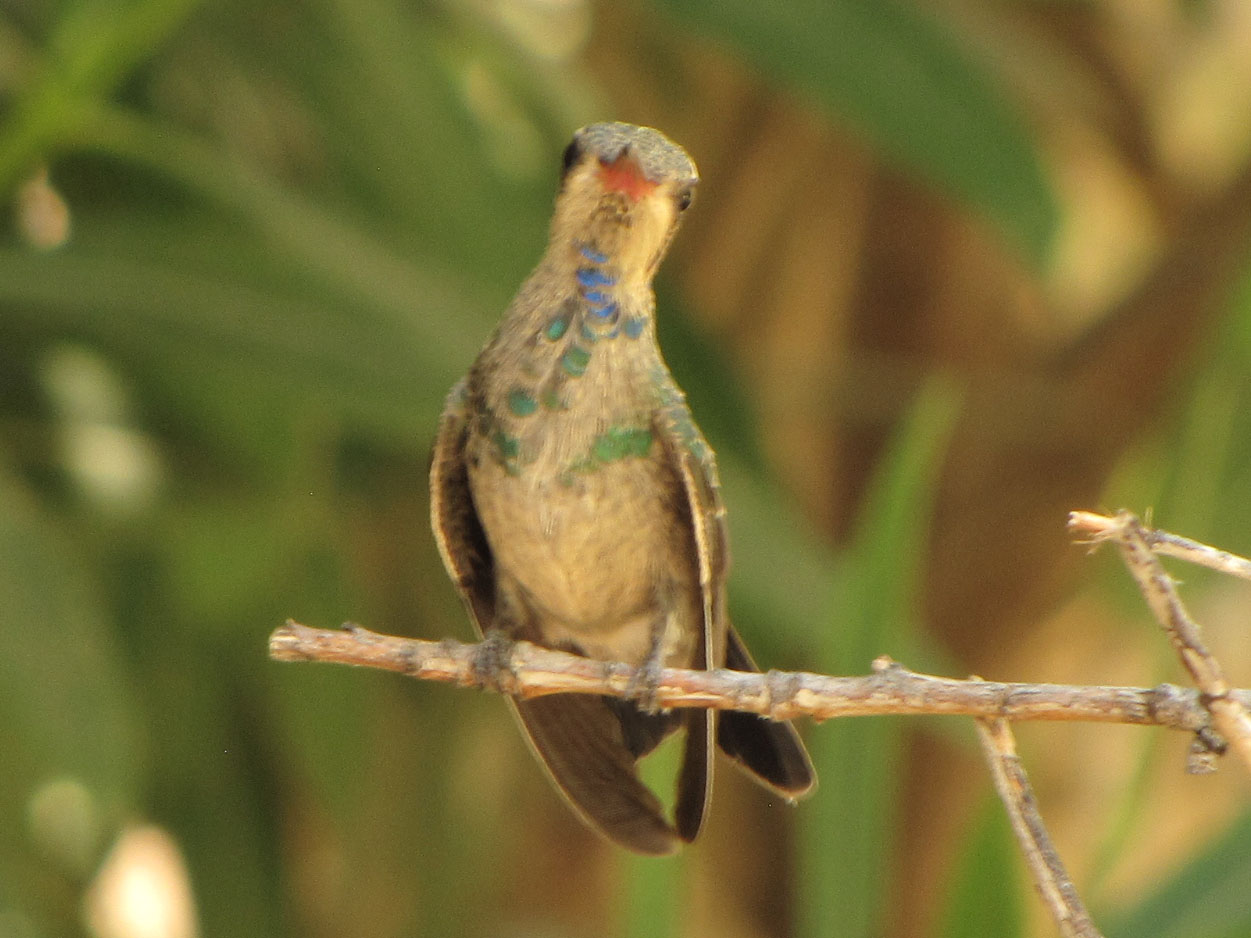 Desert Colors: May 2011