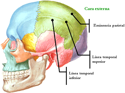 MediEstudy: Parietal bone