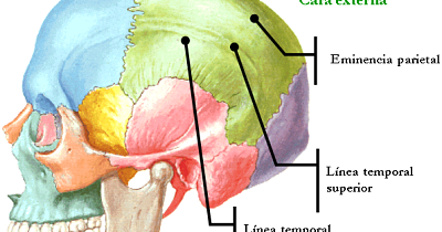 Hueso-parietal-cara-externa.png