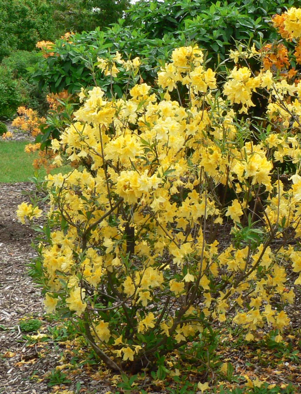 Visit My Garden: Hardy Azaleas at the Arboretum