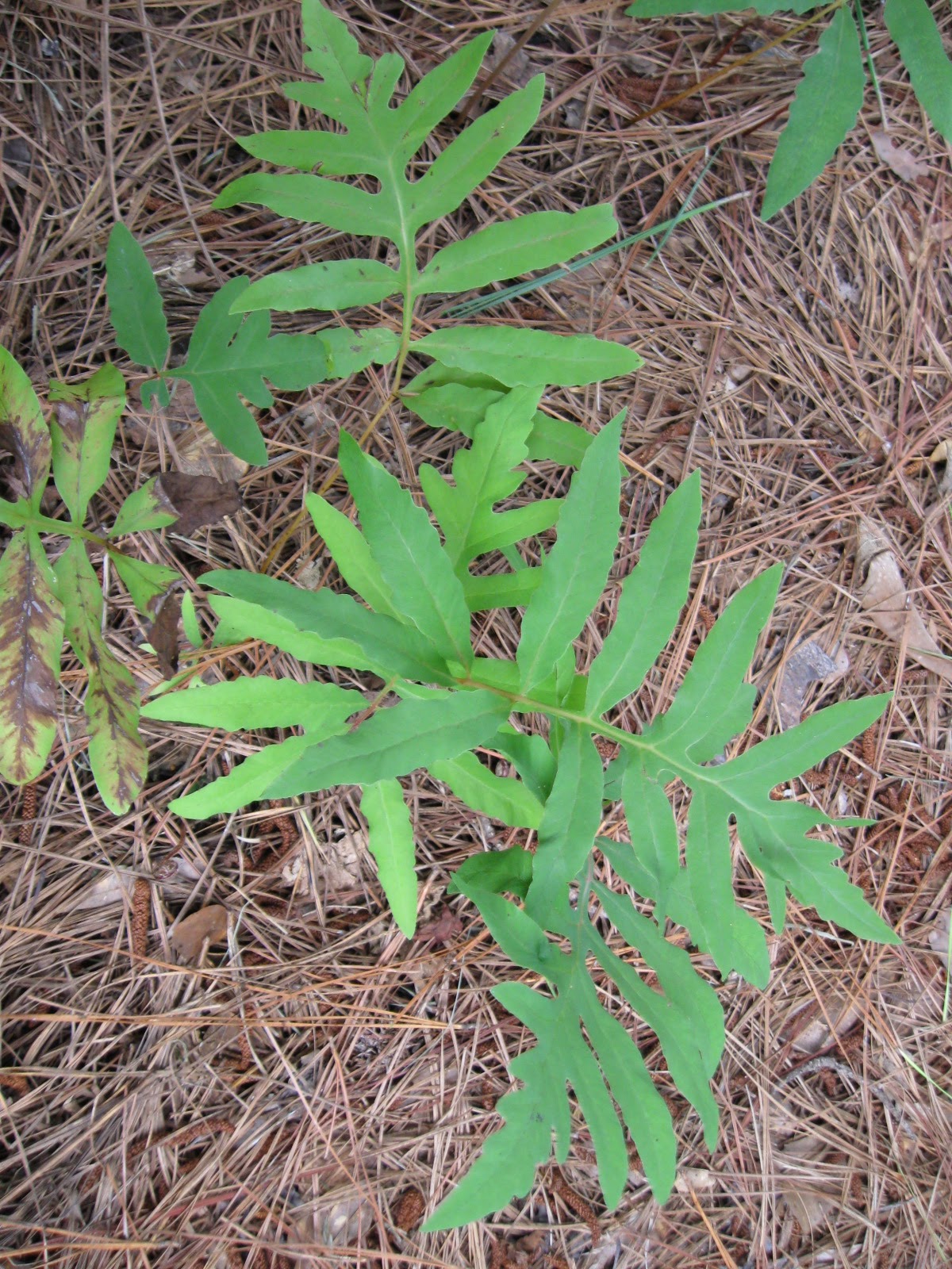 My Alabama Backyard: Ferns on Friday