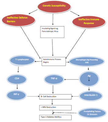 The Pathogenesis of Type 1 Diabetes Mellitus - Health Trending Topics