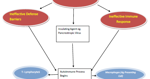 The Pathogenesis of Type 1 Diabetes Mellitus - Health Trending Topics