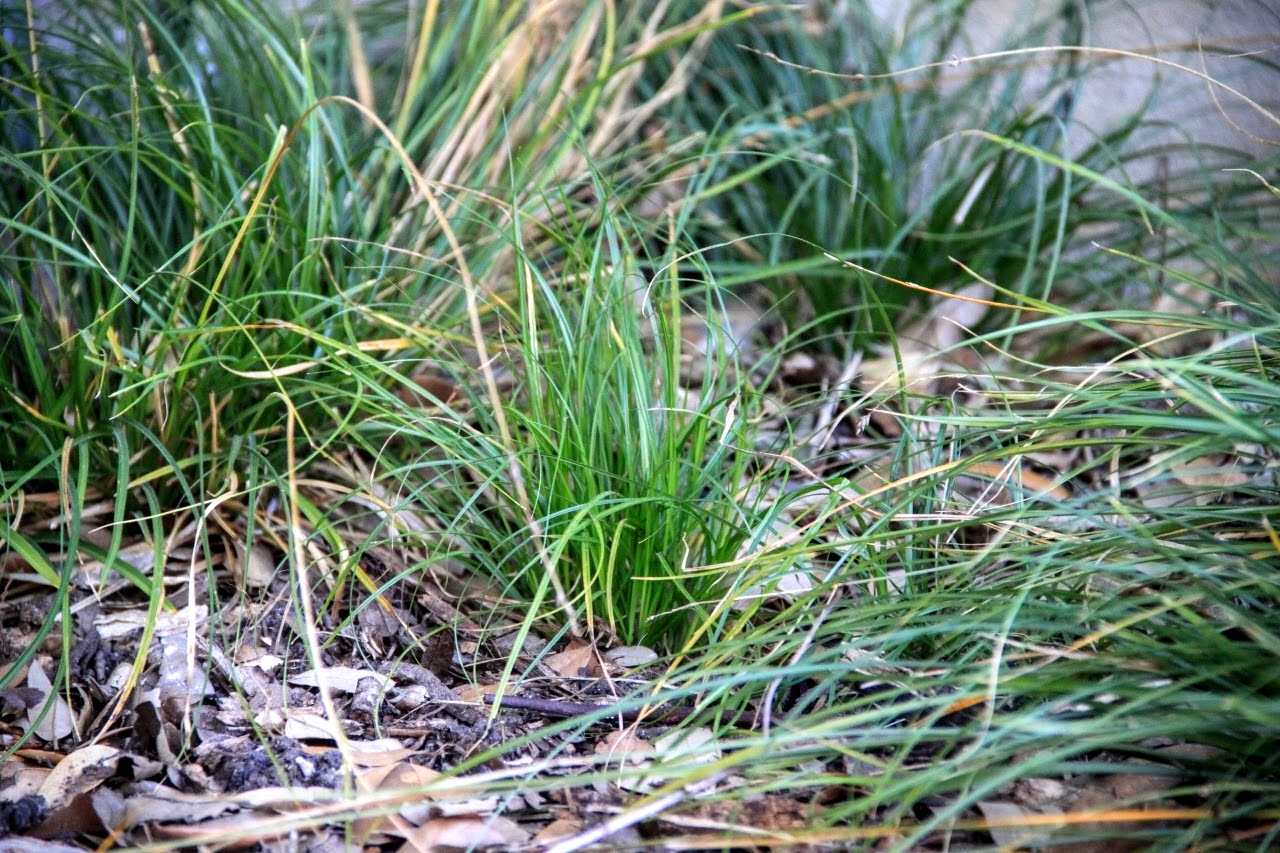 Rock-Oak-Deer: February 2016 Foliage Follow-up: Sedge Collecting
