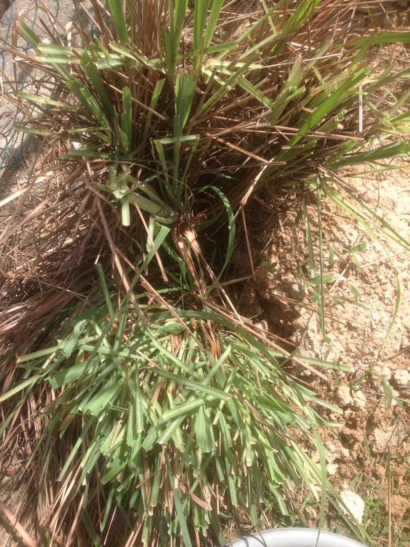 Jom Tanam Sayur ( JTS ) : Kemas Rumpun SeraiJom Tanam Sayur (JTS ...