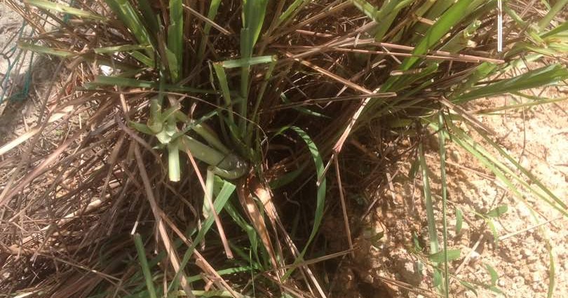 Jom Tanam Sayur ( JTS ) : Kemas Rumpun SeraiJom Tanam Sayur (JTS ...