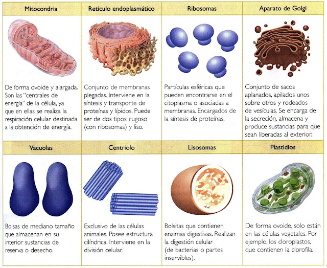CIENCIA EN LA WEB: Organelos del citoplasma de la célula