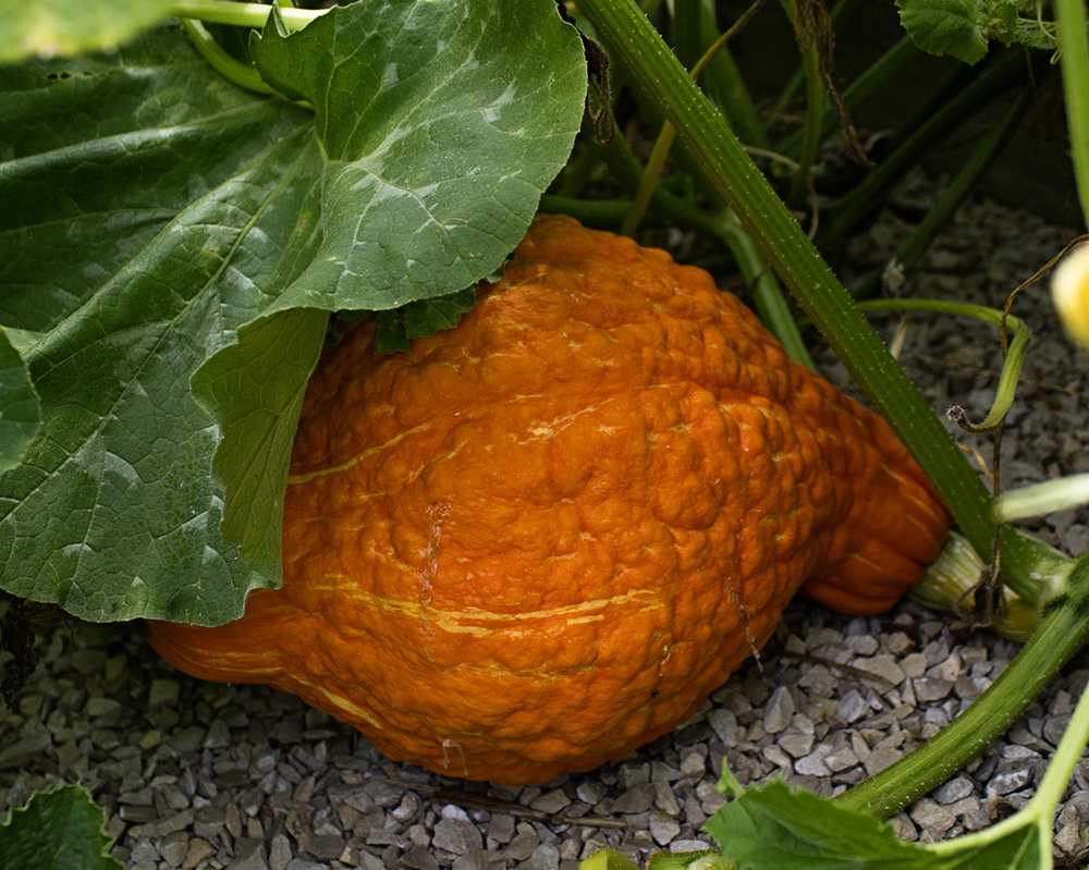 Rurification | Robin Edmundson: New Squash - Golden Hubbard