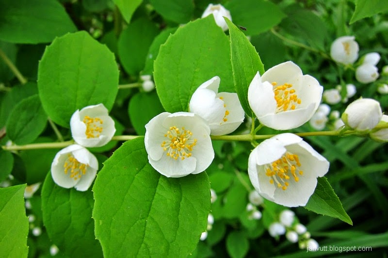 Jan Vutt fotogalerii: Jasmiin õitseb