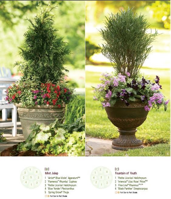 Container Gardening For Dummies - Evolution of Style