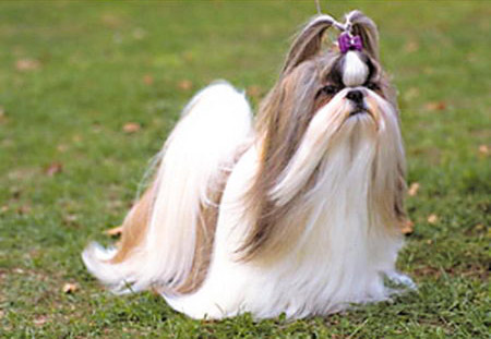 Cutie Puppiez: Shih Tsu Dog