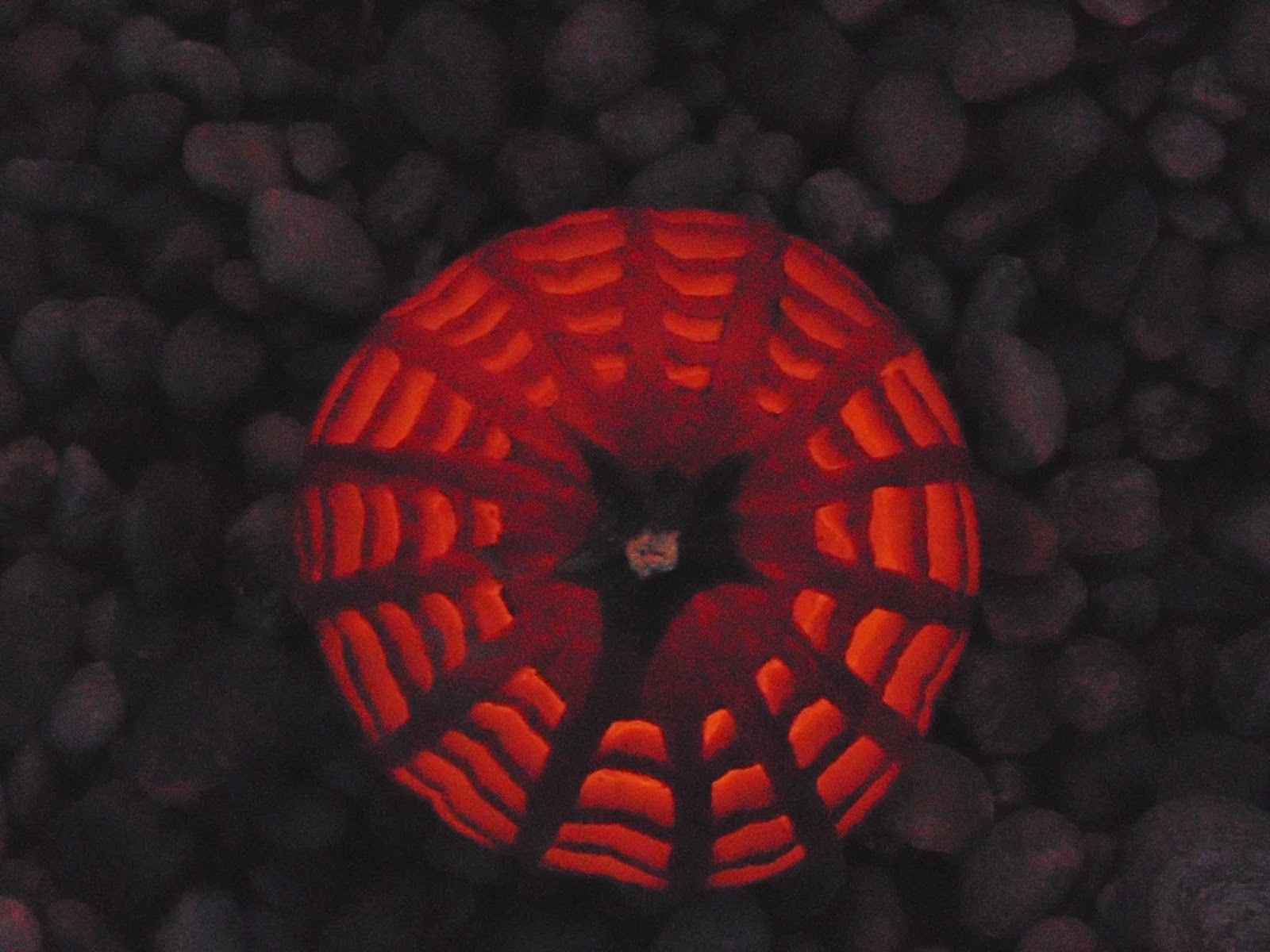 Spiderweb Lantern Pumpkin Carving | Simply Curious