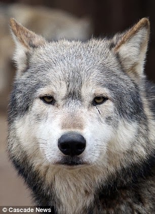 Four legged friends (and enemies): Three wolves shot dead after being ...