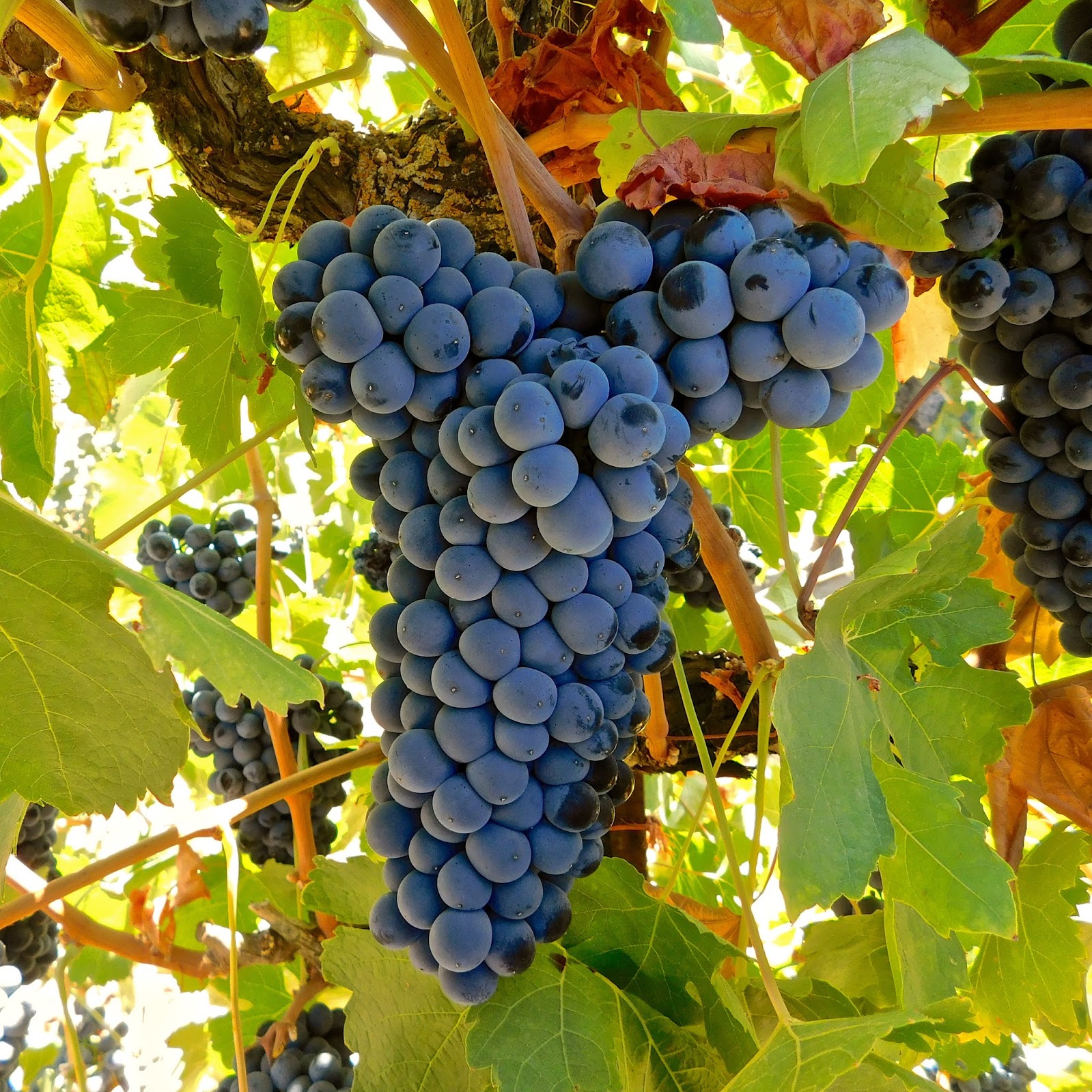 Petite Sirah Grape Plants