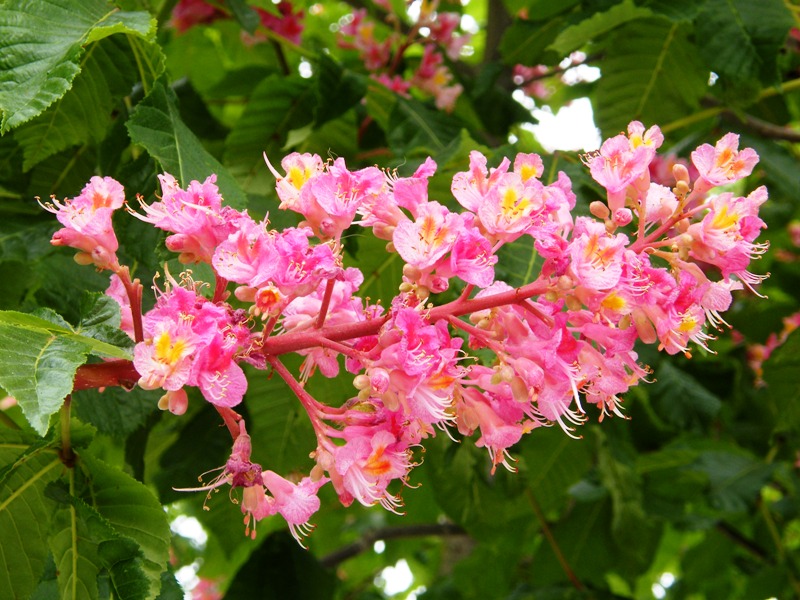 Studio Floral Dora Santoro: Castanha-da-India