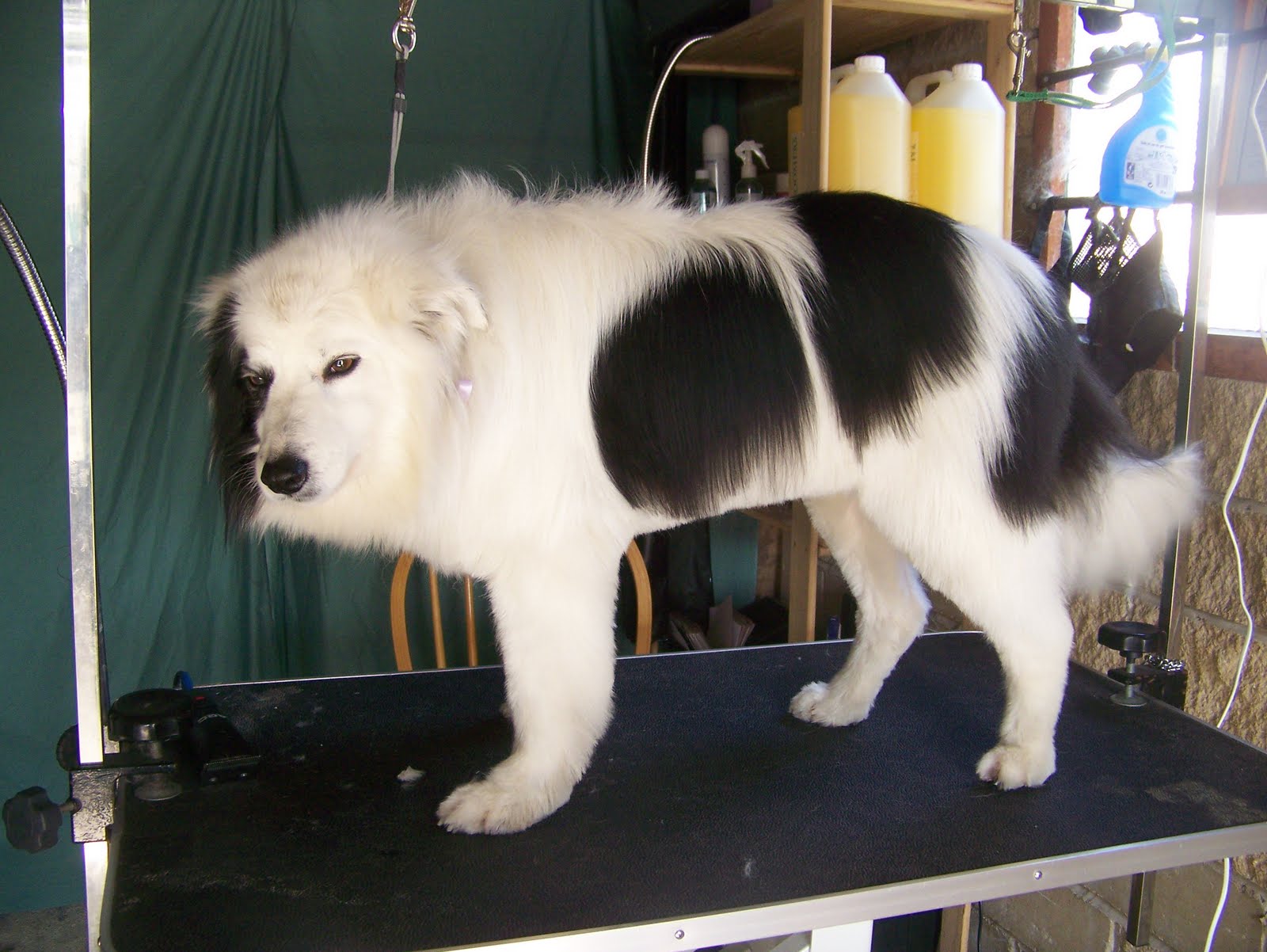 Blissful Dog Grooming: Fizz-Border collie