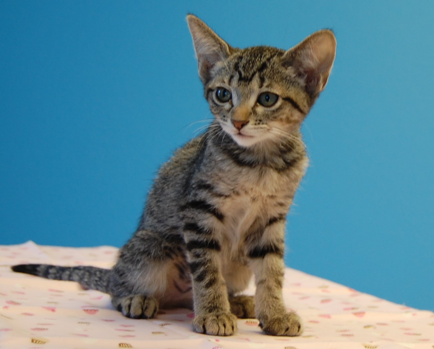 80 rescued kittens for adoption and foster homes today please!