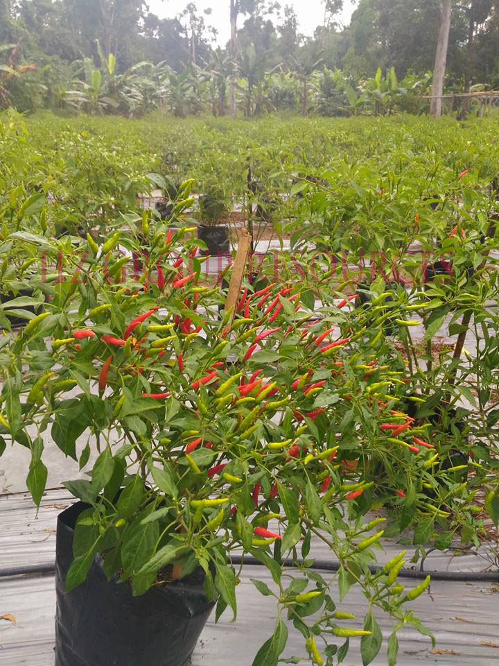 HZGROUPRESOURCES: TANAMAN CILI PADI BARA SECARA FERTIGASI