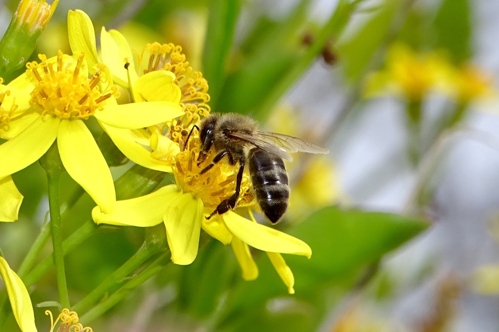FOTOBOMBUS EL BLOG DE LAS ABEJAS, AVISPAS Y HORMIGAS: ABEJA DE LA MIEL ...