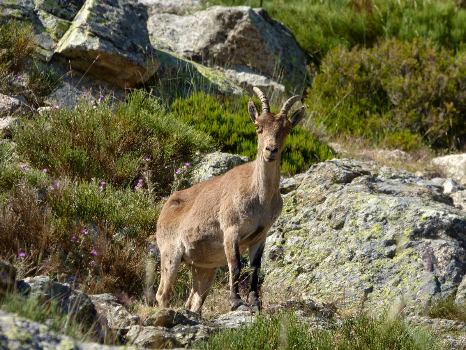 Blog de ornitología y observaciones en la naturaleza: Cabra montés ...