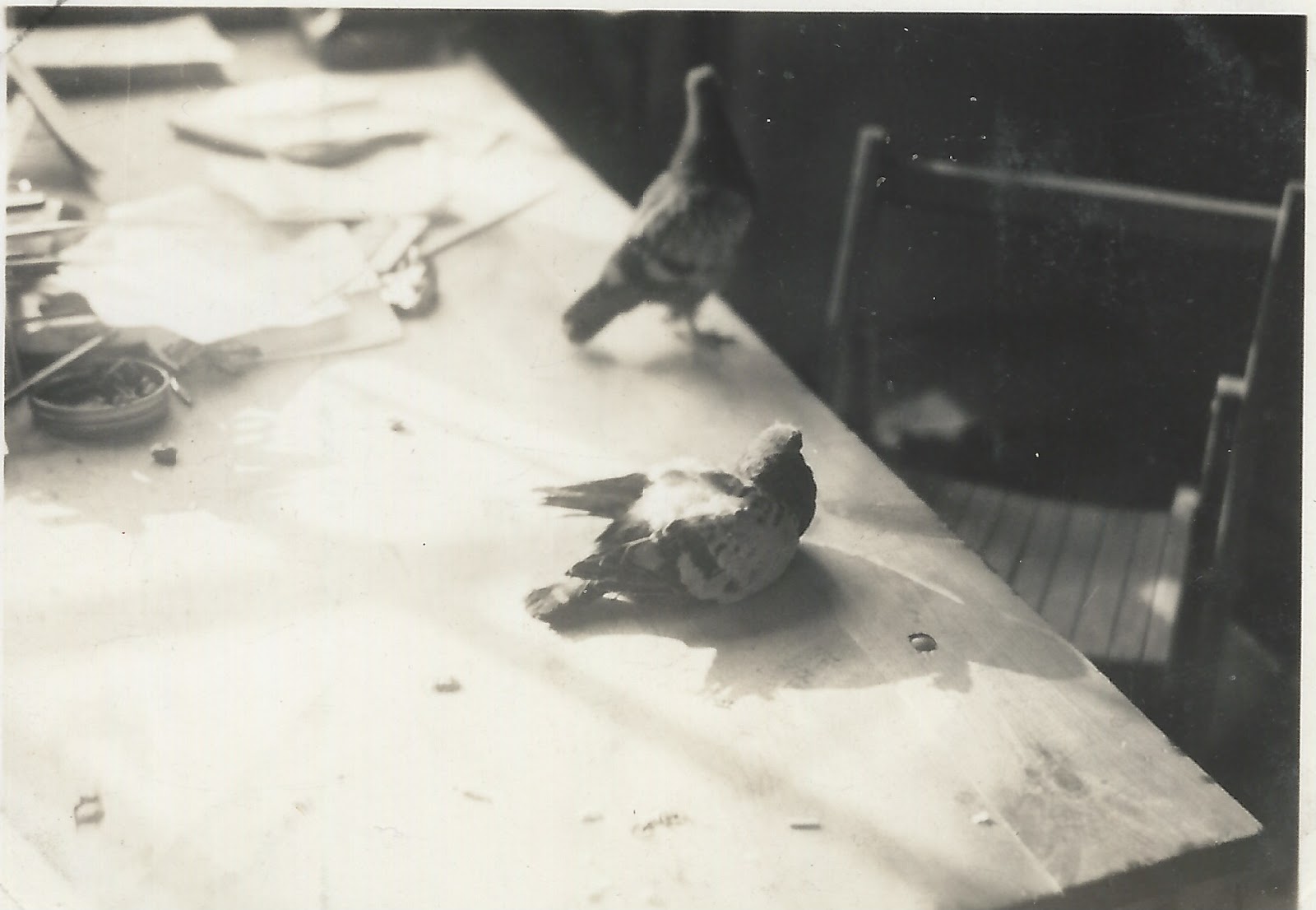 World War 2 History and the WW2 Pigeons: Middle East Pigeon Service Pigeons