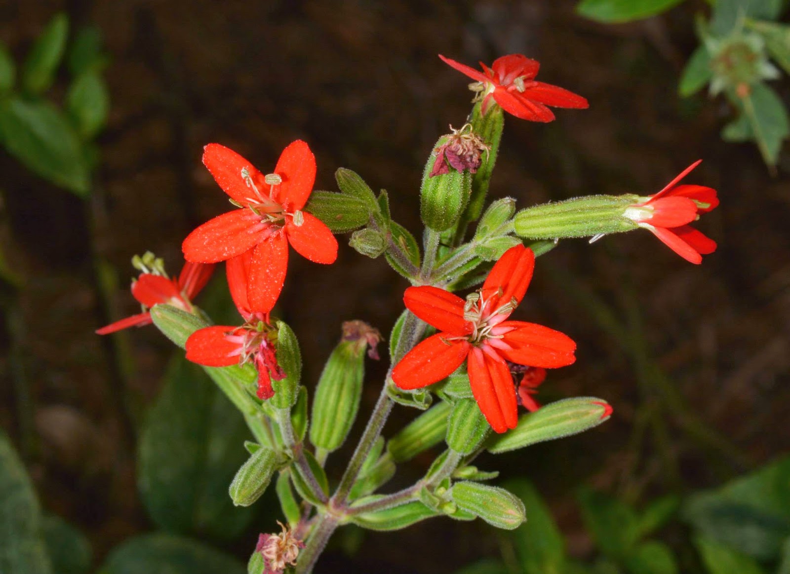 Nature Ramblers: July 31 2014 Ramble Report