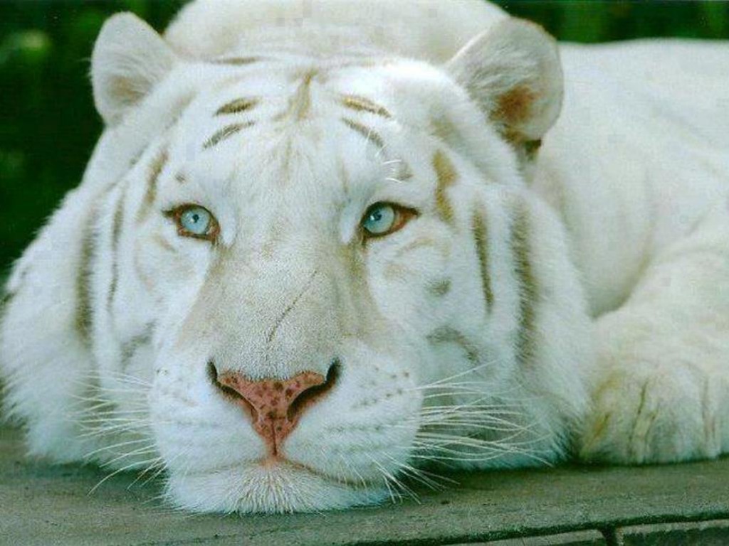 white bengal tiger pictures | Zone Wallpaper Backgrounds