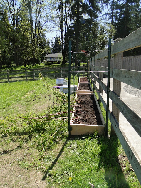 Garden Scrapbook: Raspberry Raised Beds Part 2