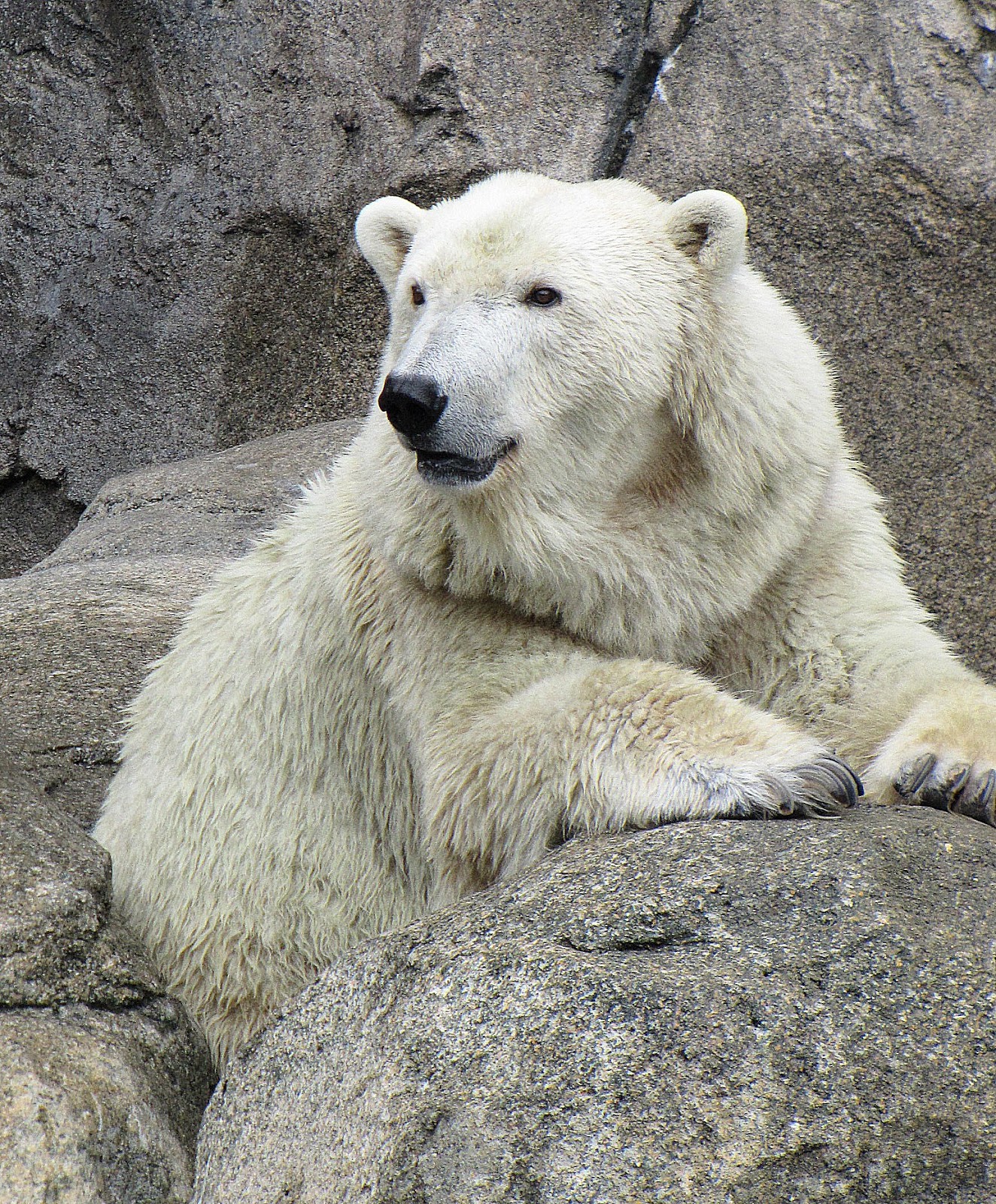 My Polar Bear Friends and Friends of Polar Bears: Rizzo moves to Salt ...