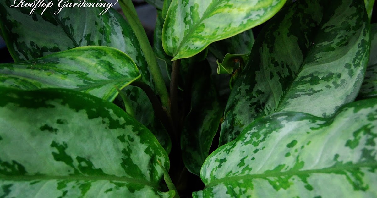 Don Bustamante's Rooftop Garden: Aglaonema Crispum