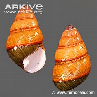 Laberinto en extinción: Caracol arboricola oahu (Achatinella abbreviata)
