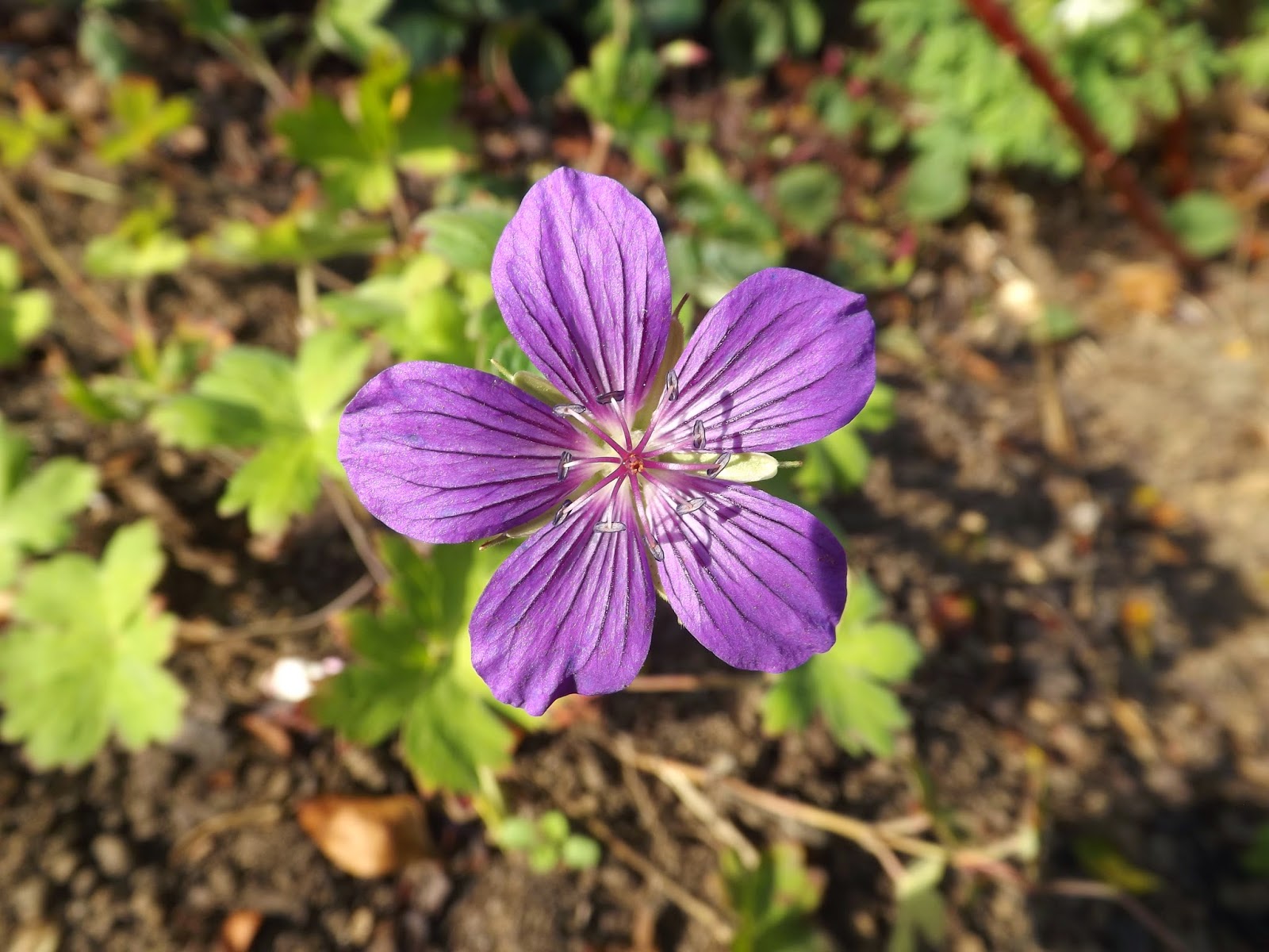 Le Jardin de la Salamandre: Geranium wlassovianum 'Blue Star'