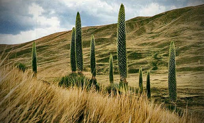 ANPP Animales y Plantas de Perú: Puya Titanca - Puya raimondii