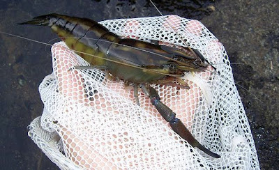 PITU-VERDADEIRO (Macrobrachium carcinus)