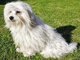 El Coton de Tulear, Favorito de Madagascar | Blog Perro