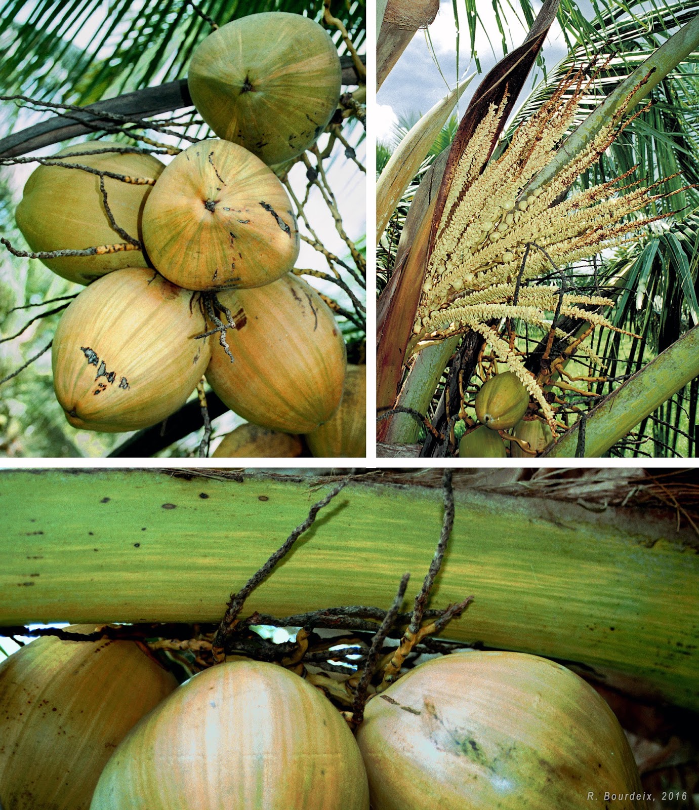 Cocotiers de Polynésie française: Cocotiers à noix rayées