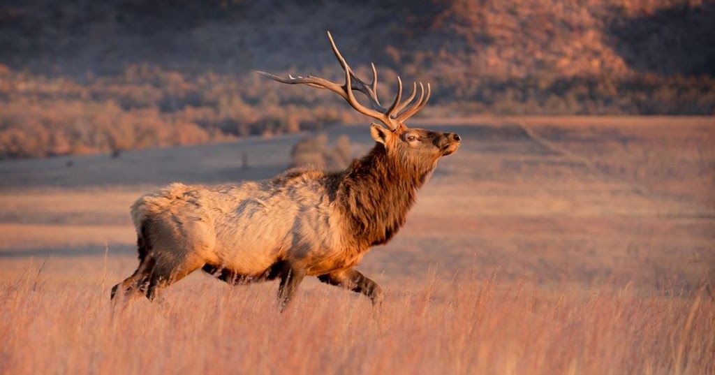 Scenic Oklahoma: Mighty Elk