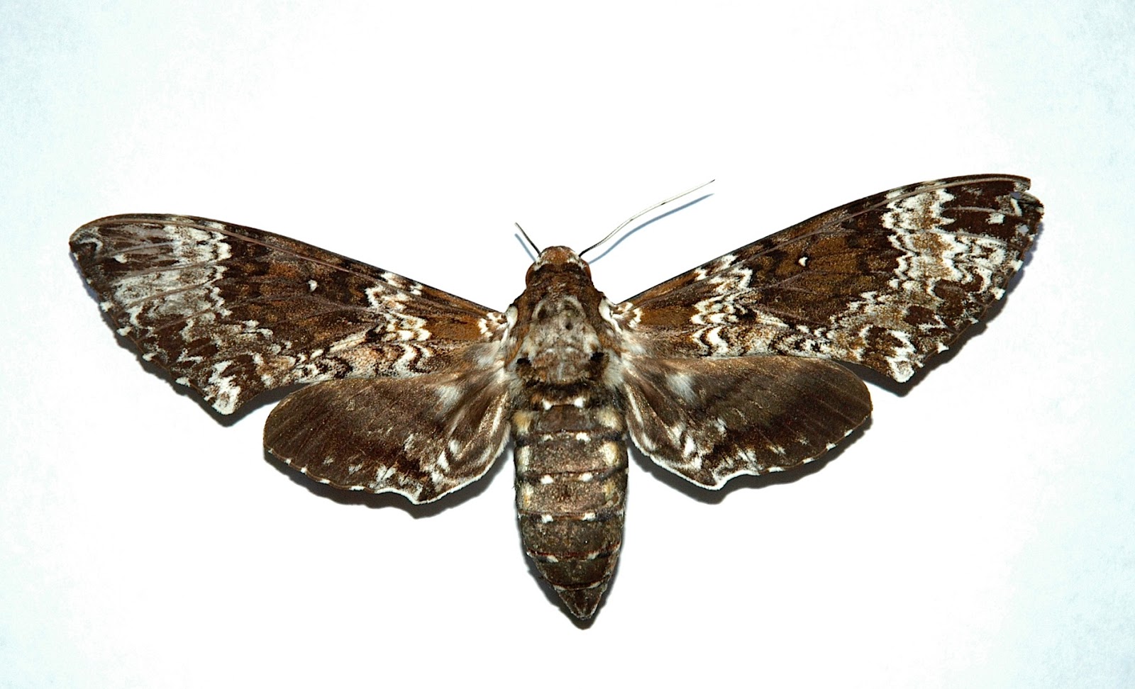 Field Biology in Southeastern Ohio: Sphinx Moths of Ohio, Part 2