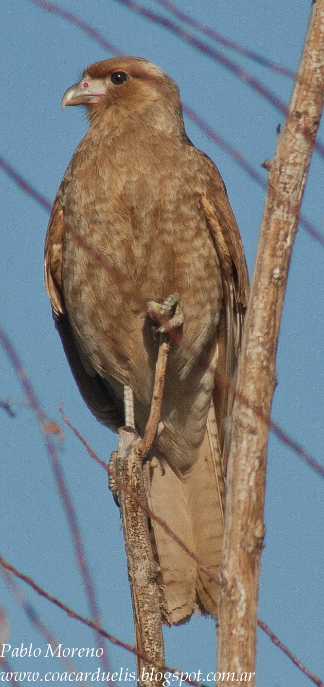Aves de Mendoza: Chimango(Milvago chimango)