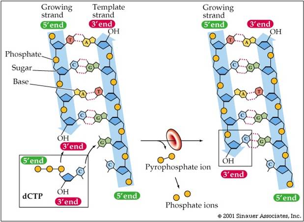 Biology matters: Biological molecules wksht A: Polynucleotide formation