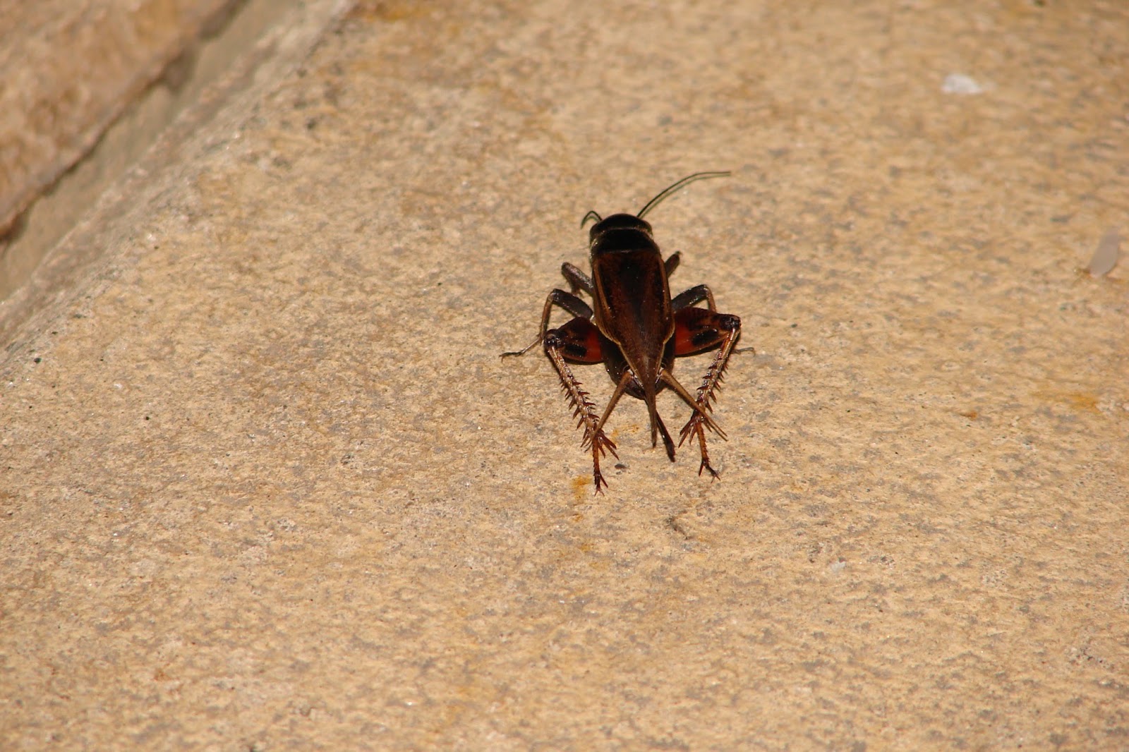 Our Life in Illinois: Insects