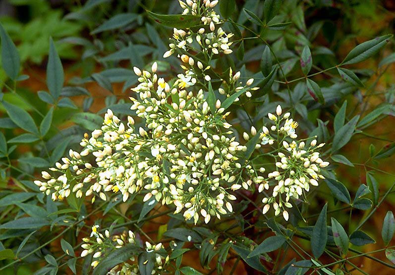 Beechwood Landscape Architecture and Construction: Nandina Domestica ...