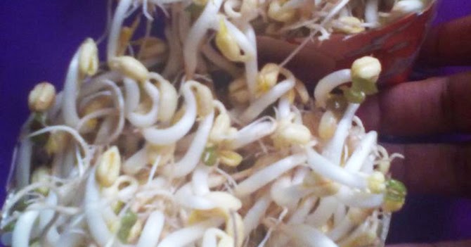 Cara Tanam Tauge Mudah dan Cepat Tumbuh | Blog Sihatimerahjambu