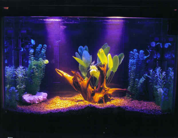 Fish N Tips: Temperament - Fresh Water Fish